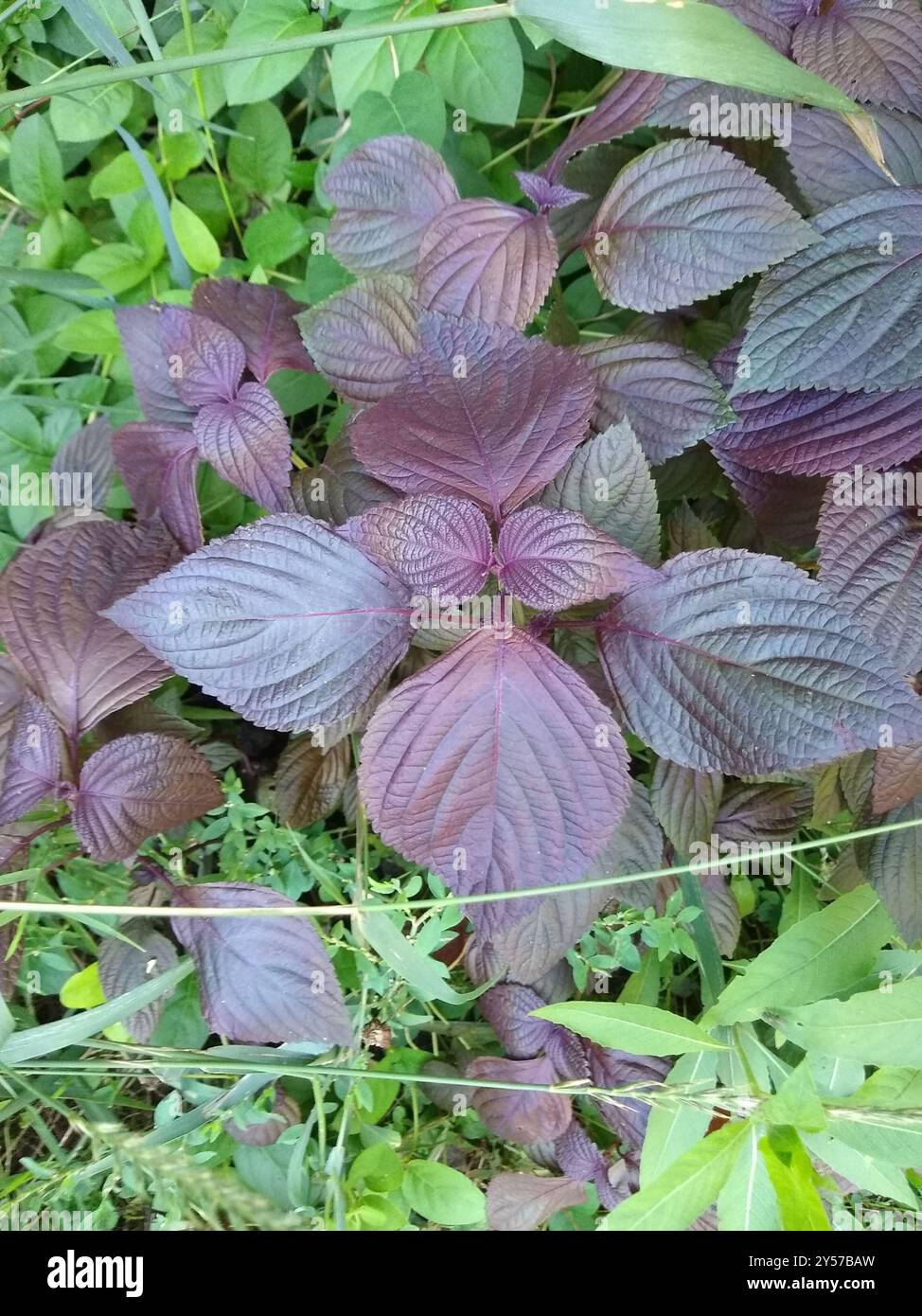 beefsteak plant (Perilla frutescens) Plantae Stock Photo - Alamy