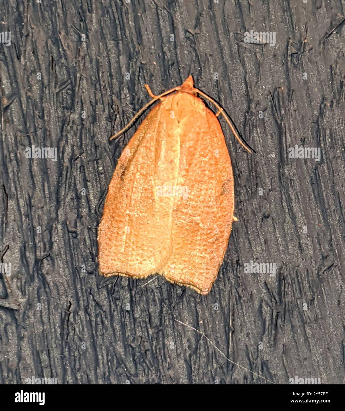 Western Avocado Leafroller Moth (Amorbia cuneanum) Insecta Stock Photo ...