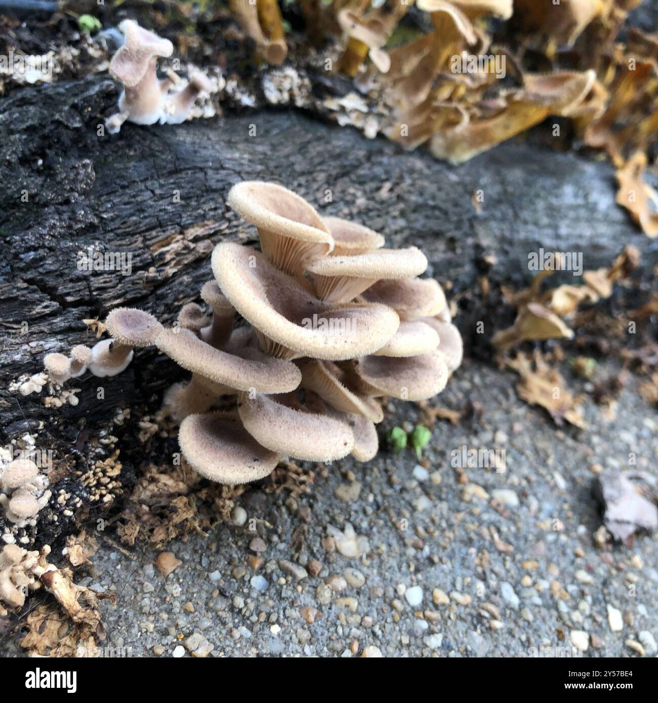 Hairy Oyster Mushroom (Panus lecomtei) Fungi Stock Photo - Alamy