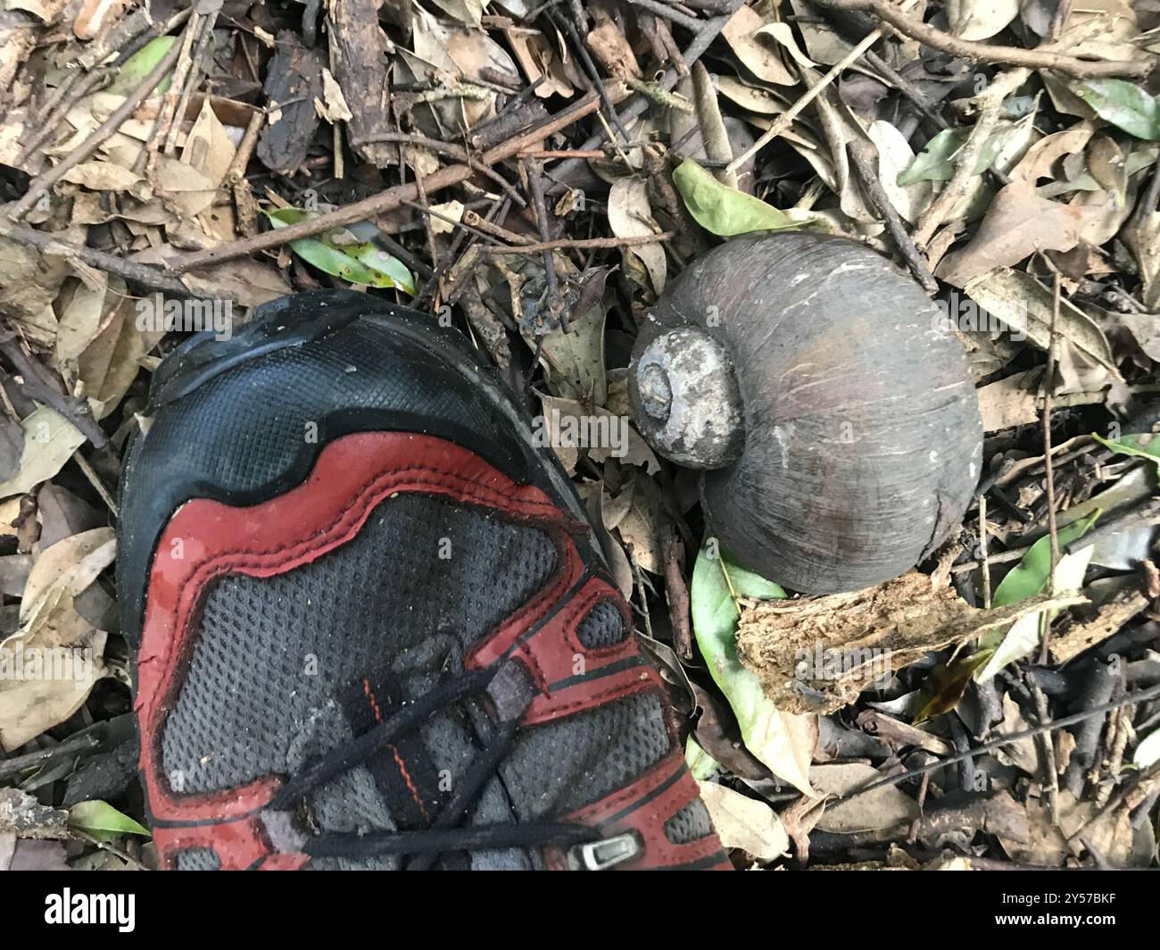 Island Apple Snail (Pomacea maculata) Mollusca Stock Photo - Alamy