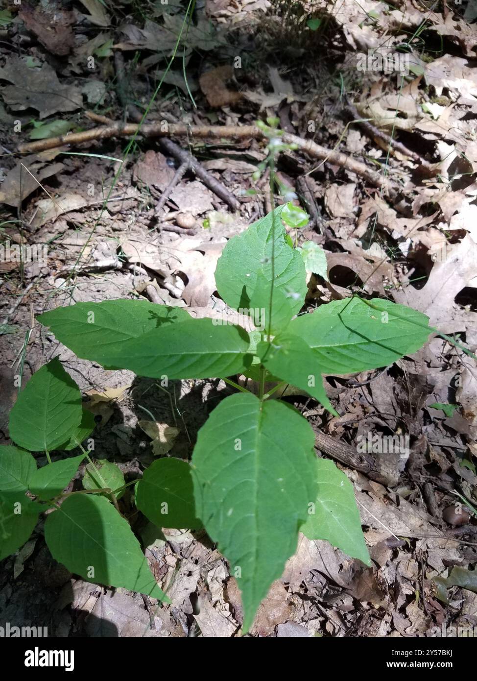 broadleaf enchanter's nightshade (Circaea canadensis) Plantae Stock ...