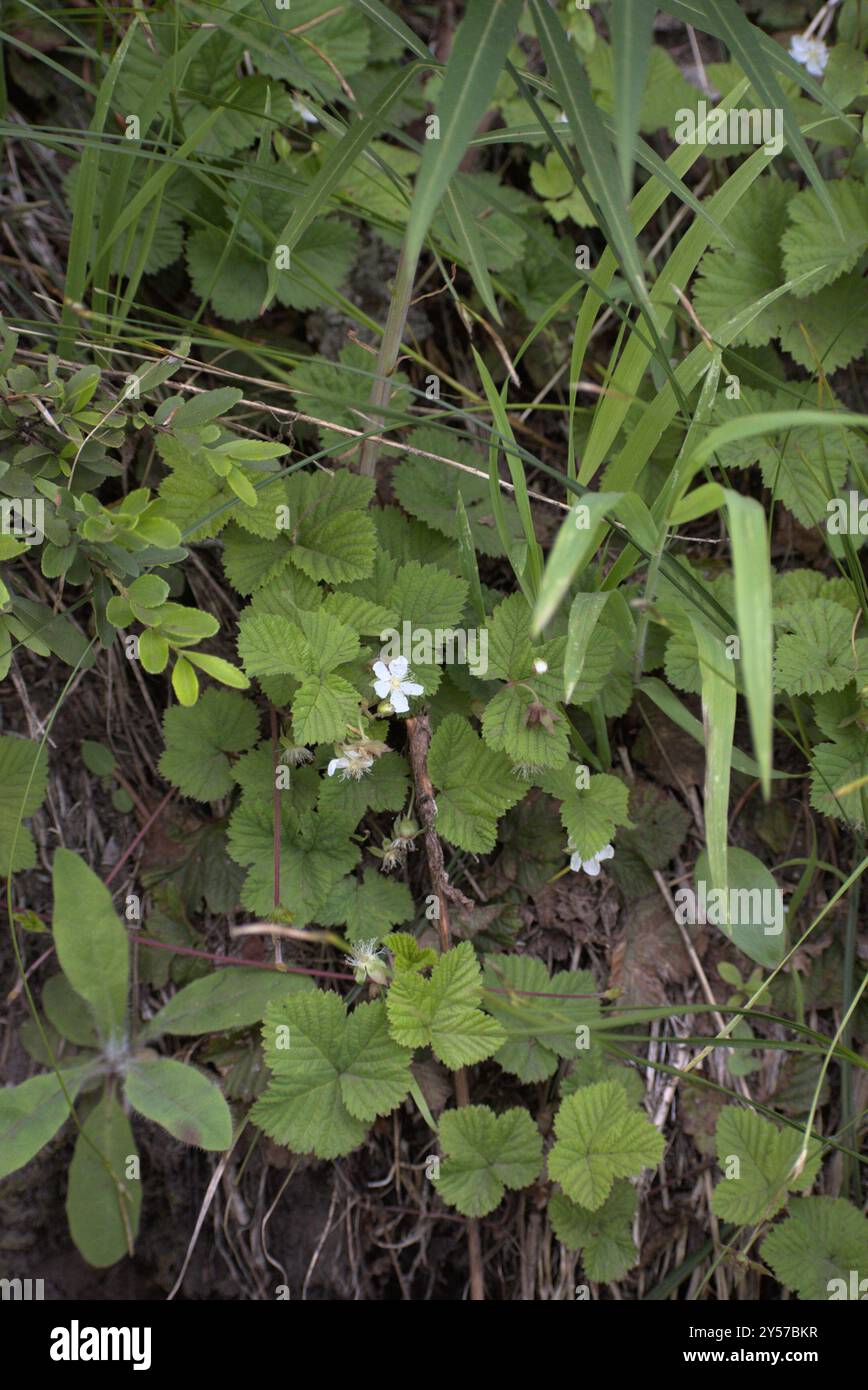Roughfruit Raspberry (Rubus lasiococcus) Plantae Stock Photo - Alamy