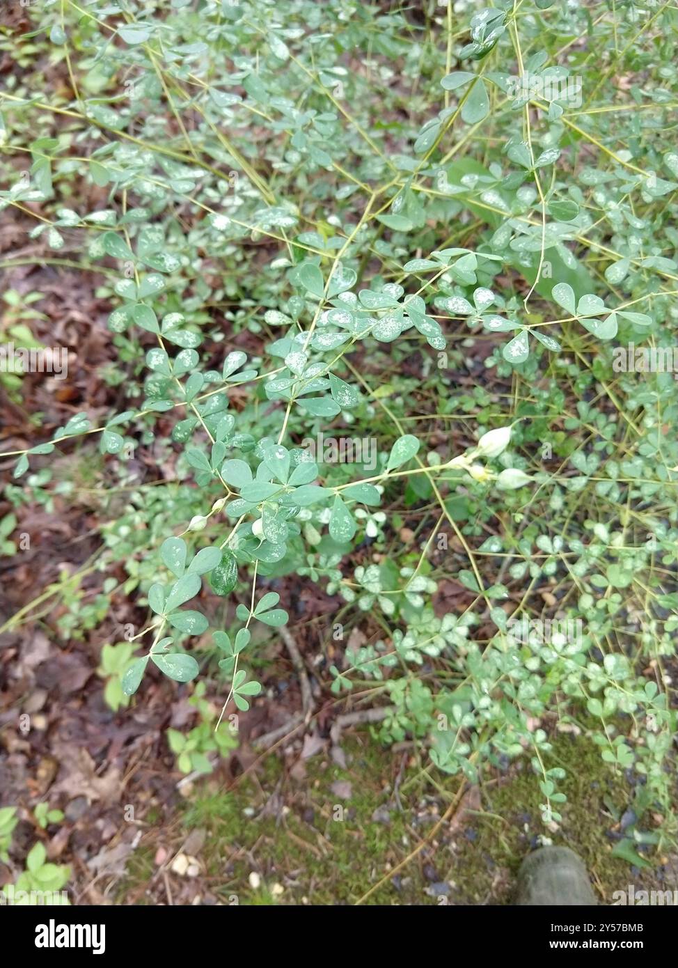 eastern wild indigo (Baptisia tinctoria) Plantae Stock Photo - Alamy