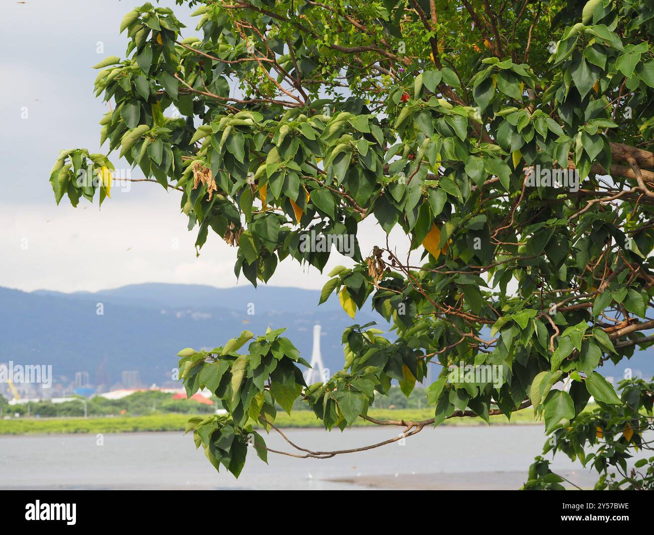 Paper mulberry (Broussonetia papyrifera) Plantae Stock Photo - Alamy