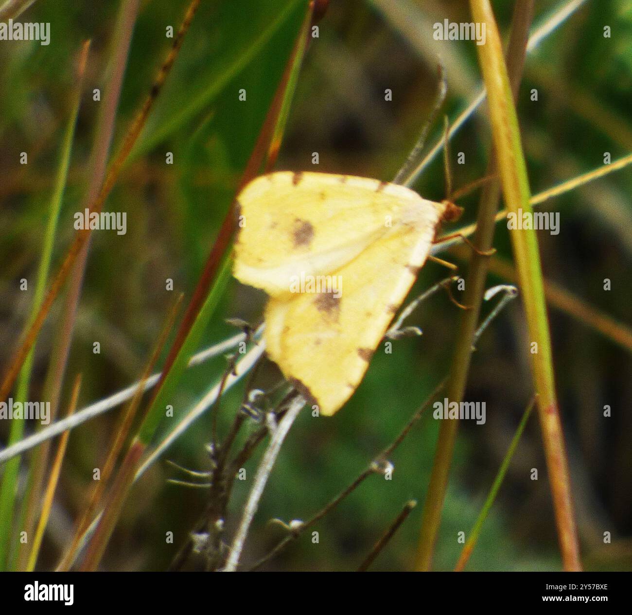 Geometer Moths (Geometridae) Insecta Stock Photo - Alamy
