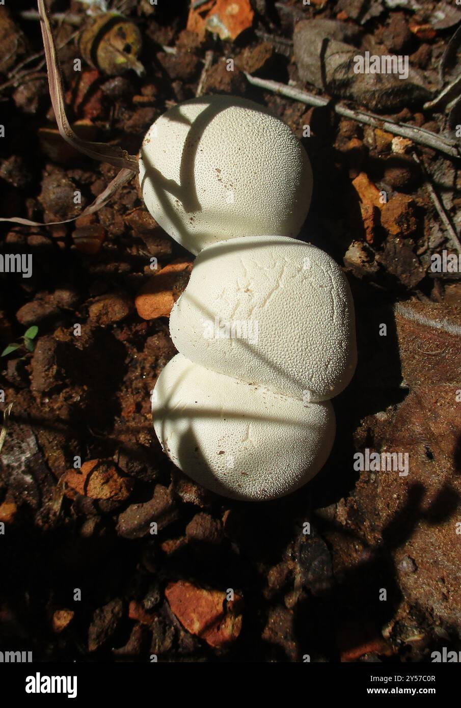 puffballs (Lycoperdaceae) Fungi Stock Photo - Alamy