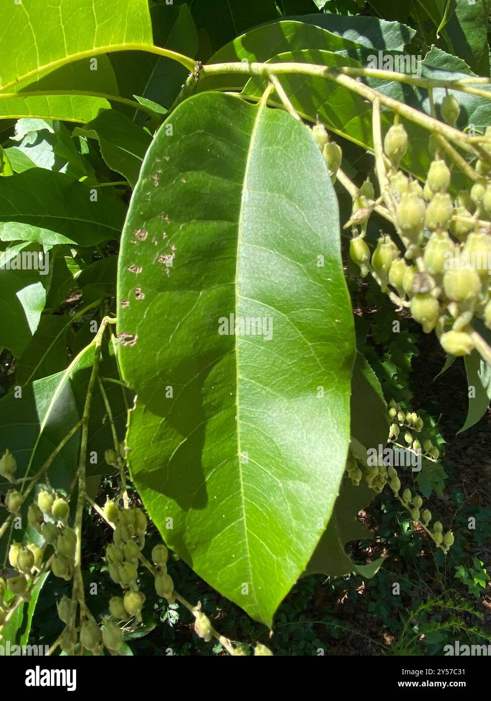 sourwood (Oxydendrum arboreum) Plantae Stock Photo - Alamy