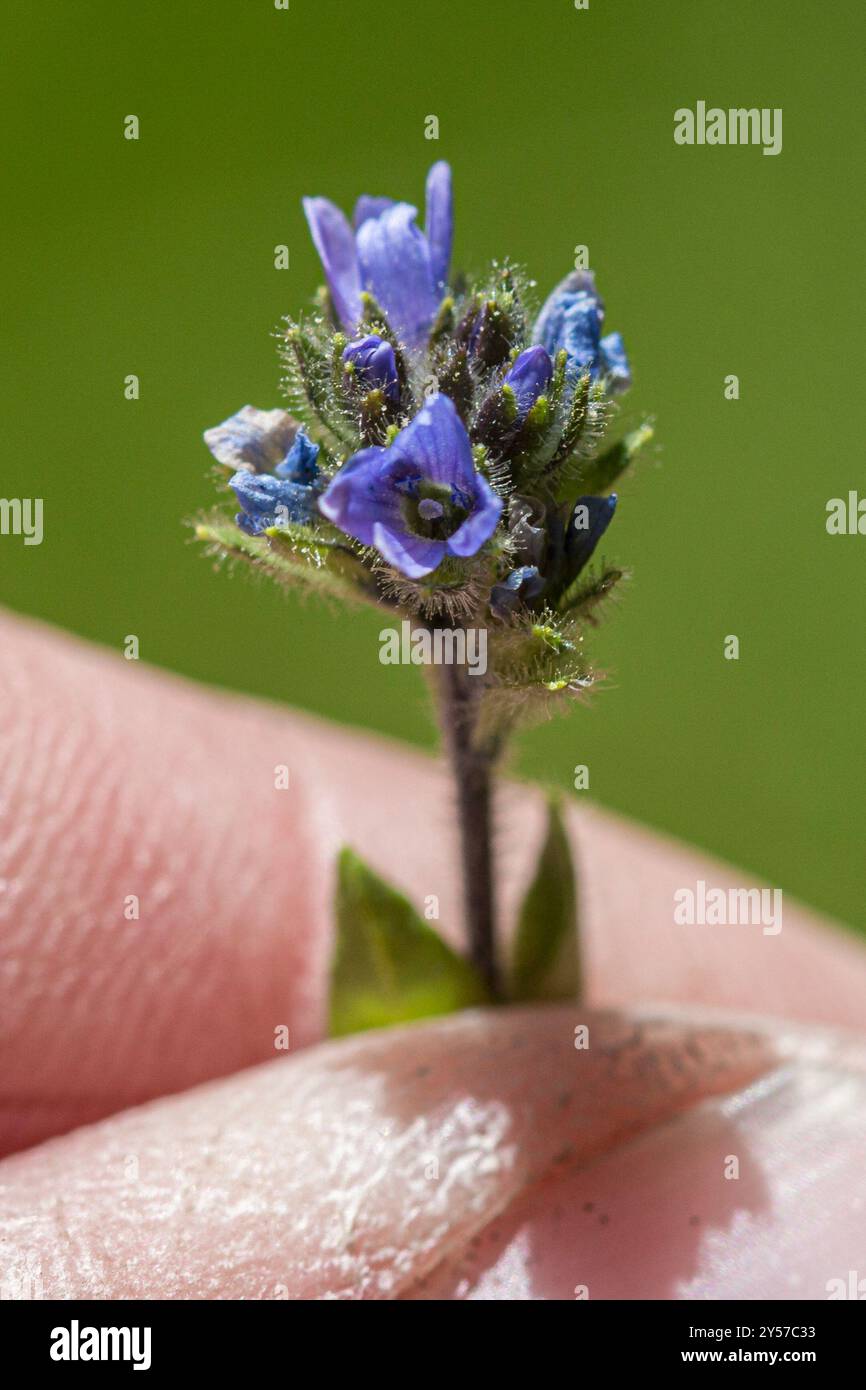 American alpine speedwell (Veronica wormskjoldii) Plantae Stock Photo ...