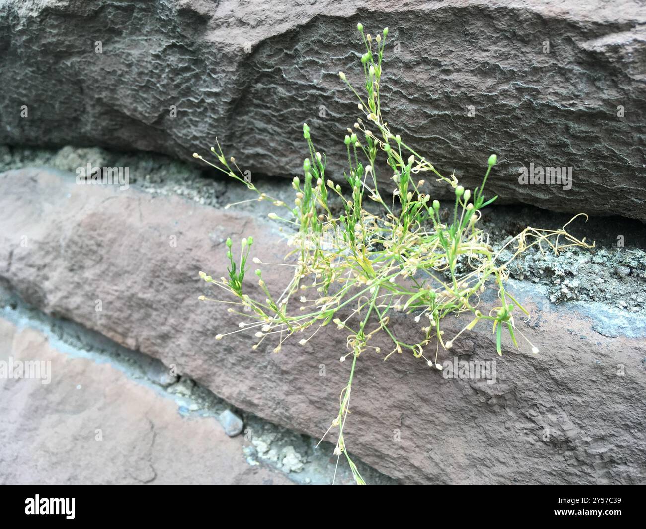 Japanese Pearlwort (Sagina japonica) Plantae Stock Photo - Alamy