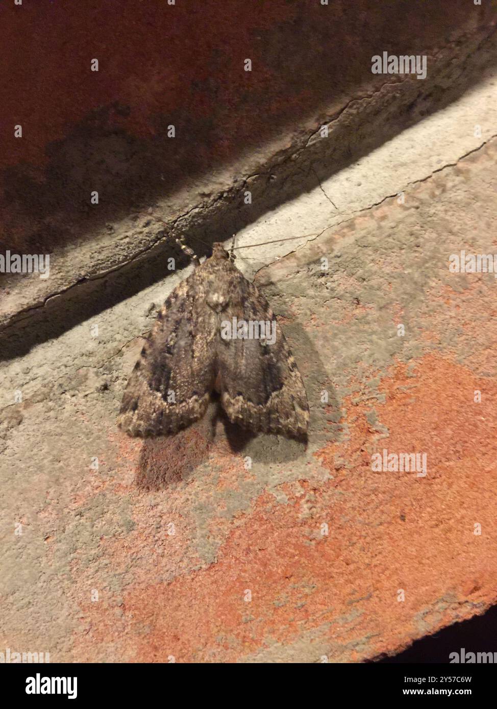 American Copper Underwing (Amphipyra pyramidoides) Insecta Stock Photo ...