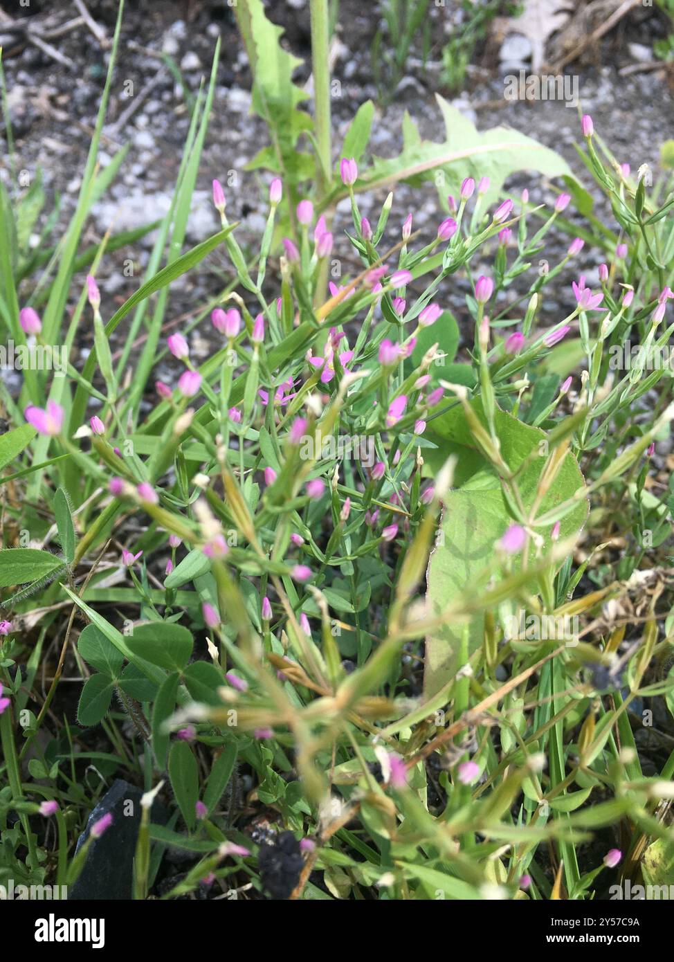 Lesser Centaury (Centaurium pulchellum) Plantae Stock Photo - Alamy
