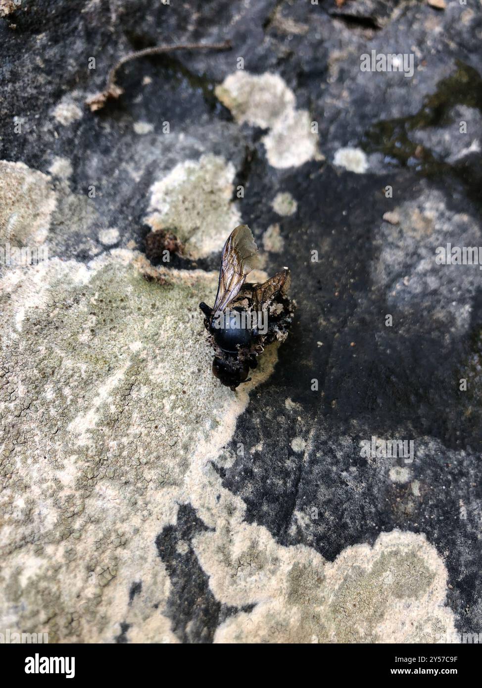 Honey Bees, Bumble Bees, and Allies (Apidae) Insecta Stock Photo - Alamy