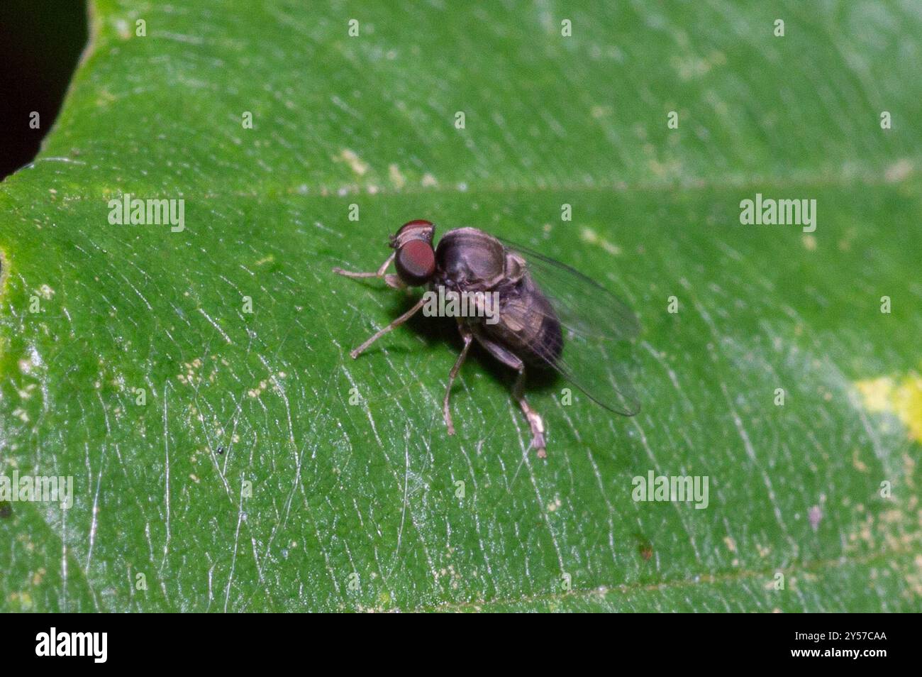 Flat-footed Flies (Platypezidae) Insecta Stock Photo - Alamy