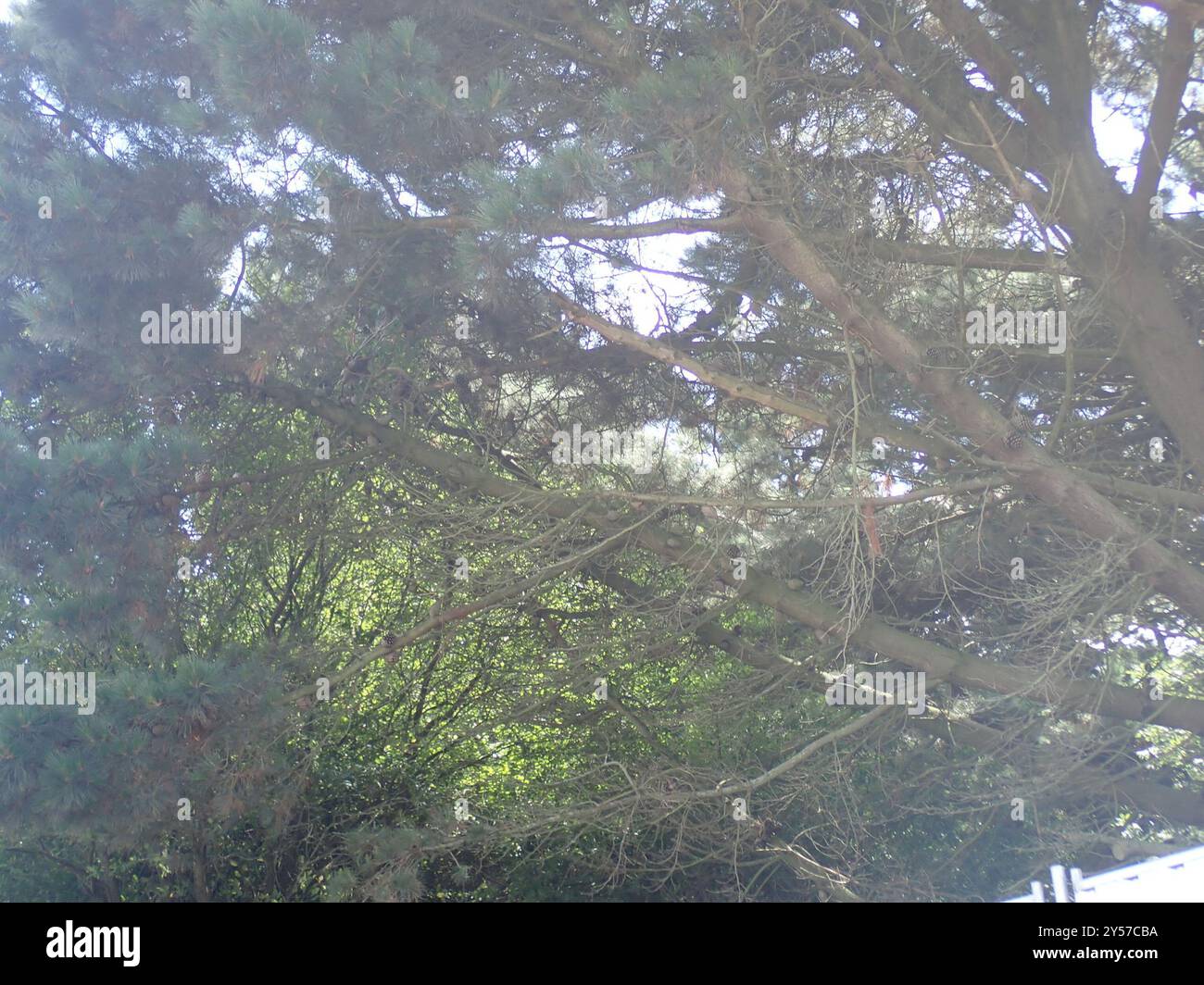 hard pines (Pinus) Plantae Stock Photo - Alamy