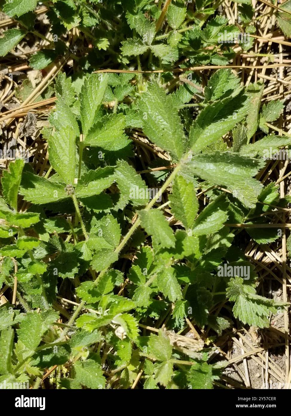 sticky cinquefoil (Drymocallis glandulosa) Plantae Stock Photo - Alamy