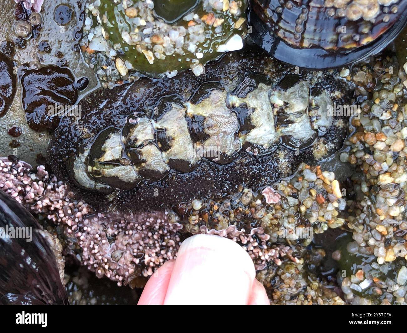 California Spiny Chiton (Nuttallina californica) Mollusca Stock Photo ...