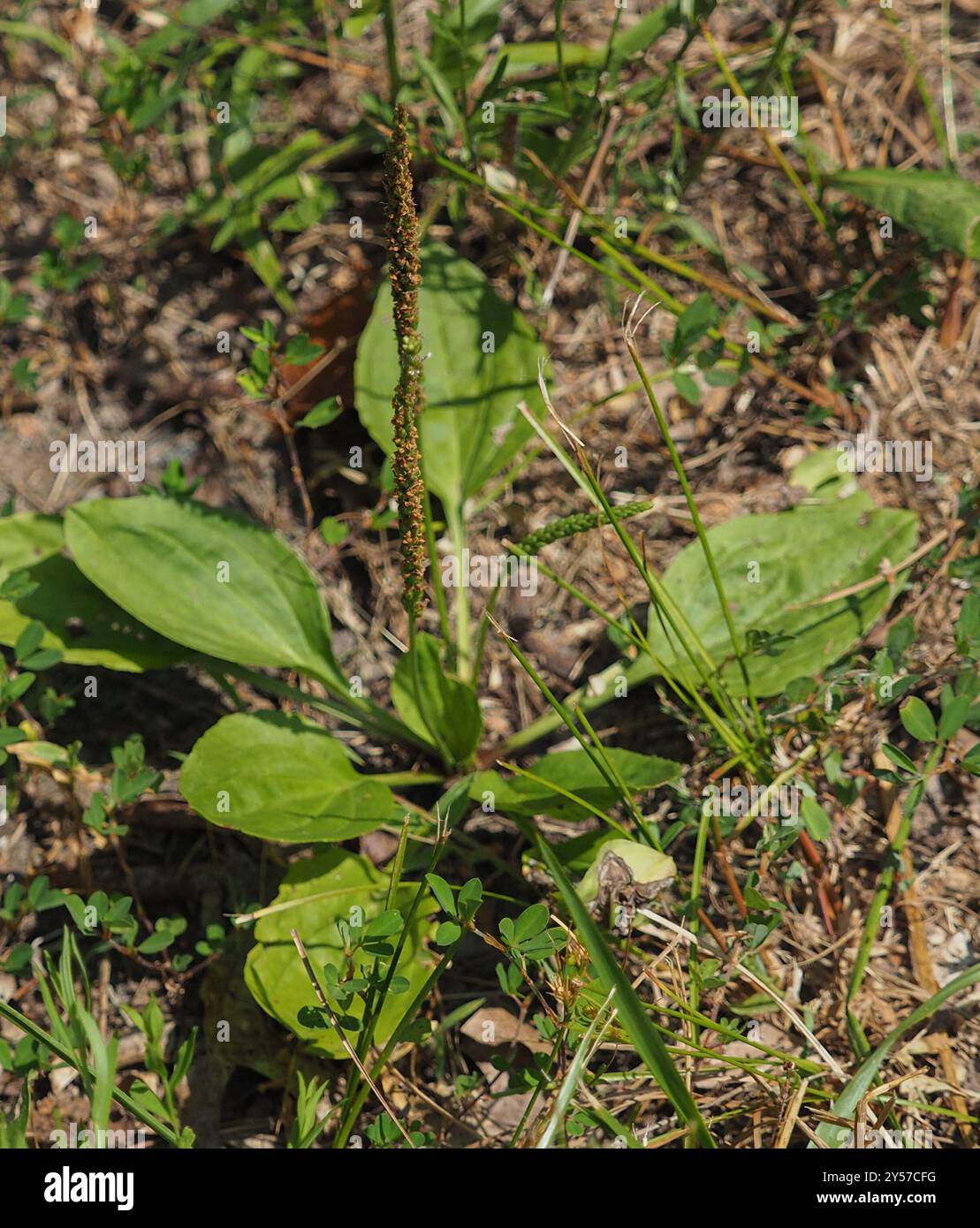 greater plantain (Plantago major) Plantae Stock Photo - Alamy