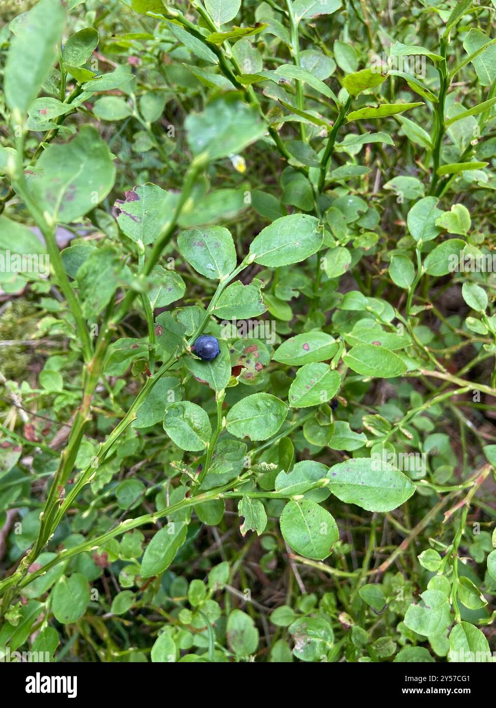 common bilberry (Vaccinium myrtillus) Plantae Stock Photo - Alamy