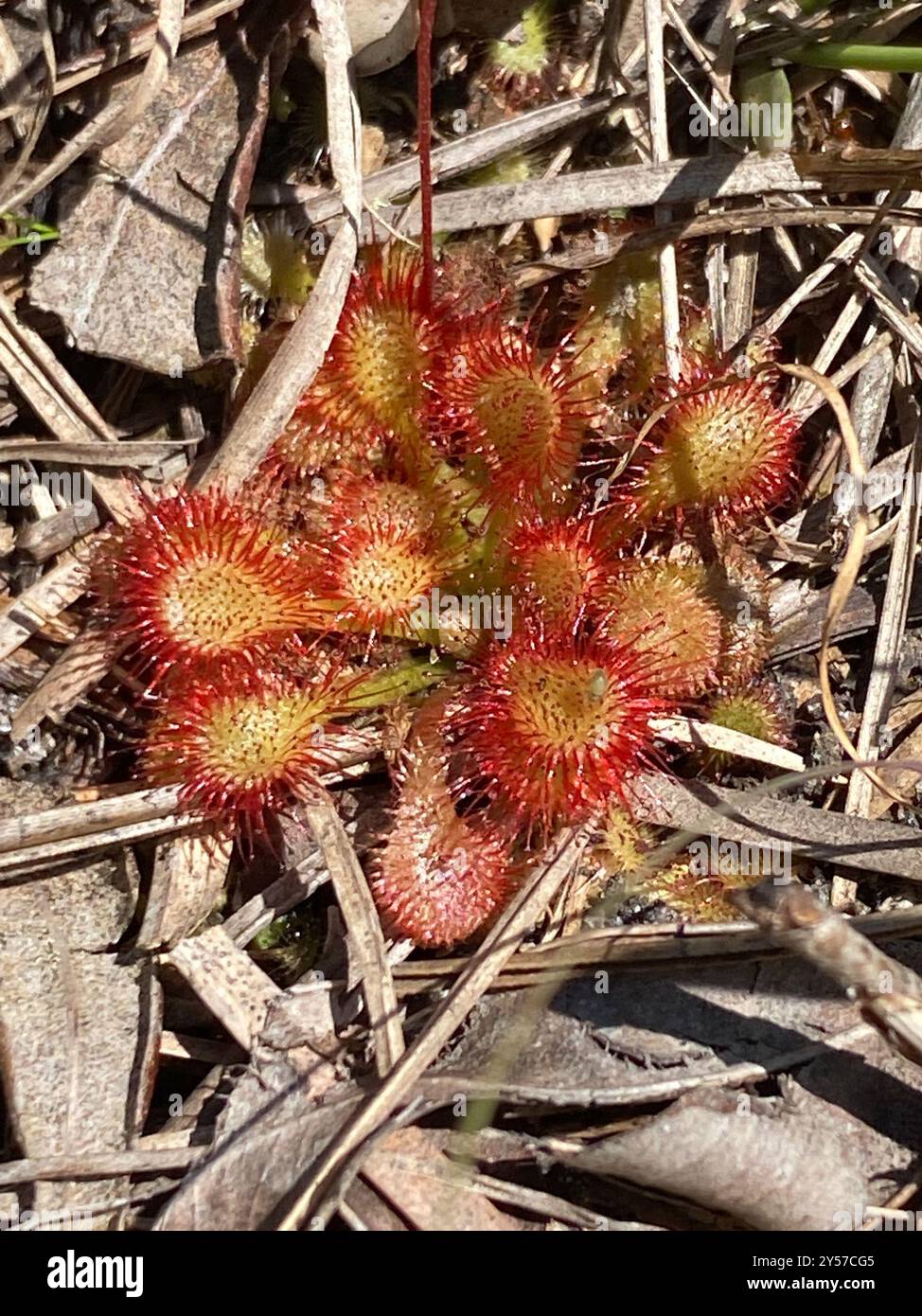 Pink Sundew (Drosera capillaris) Plantae Stock Photo - Alamy