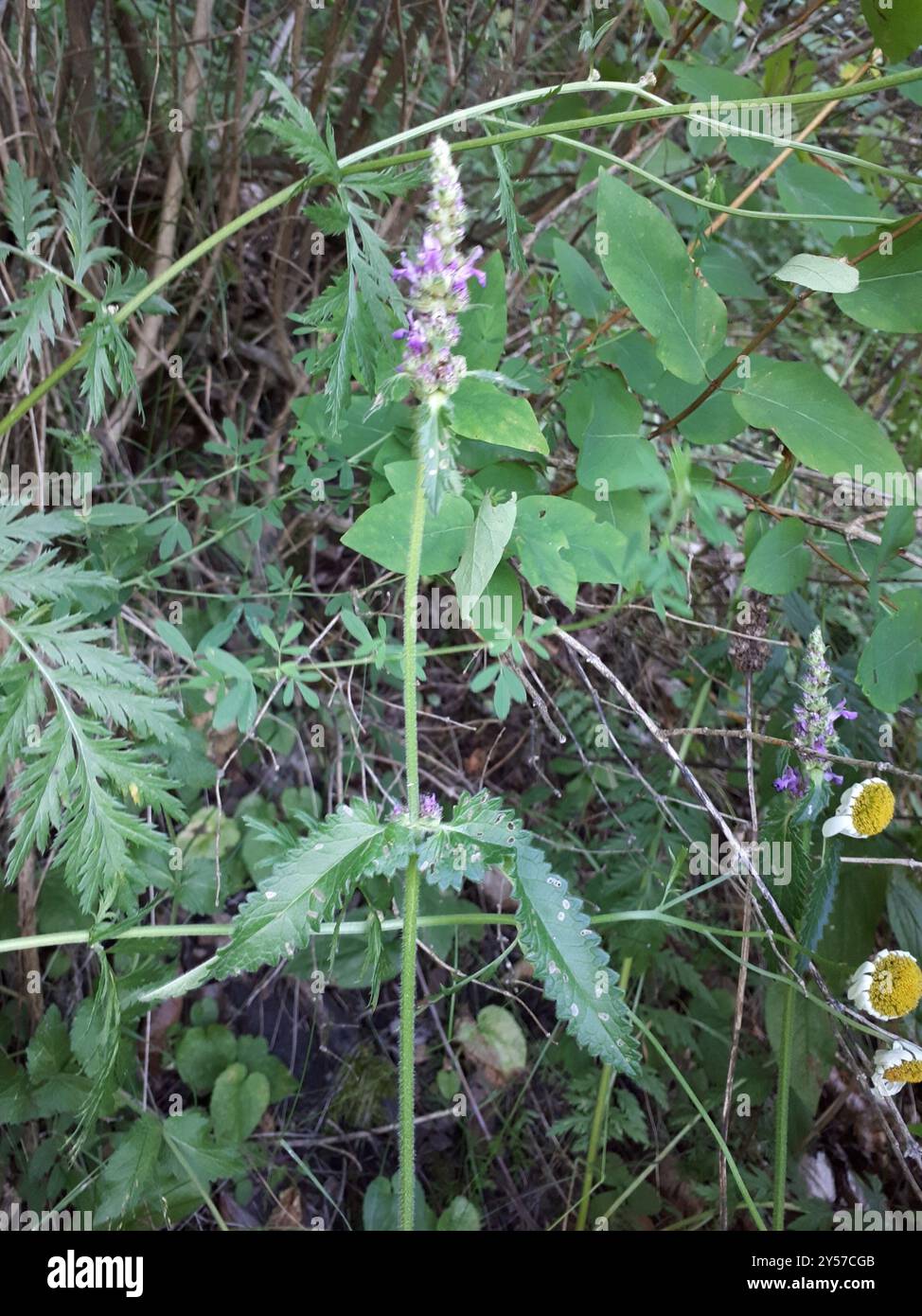common hedge-nettle (Betonica officinalis) Plantae Stock Photo - Alamy