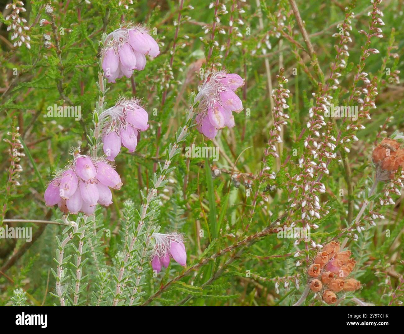 Cross-leaved Heath (Erica tetralix) Plantae Stock Photo - Alamy