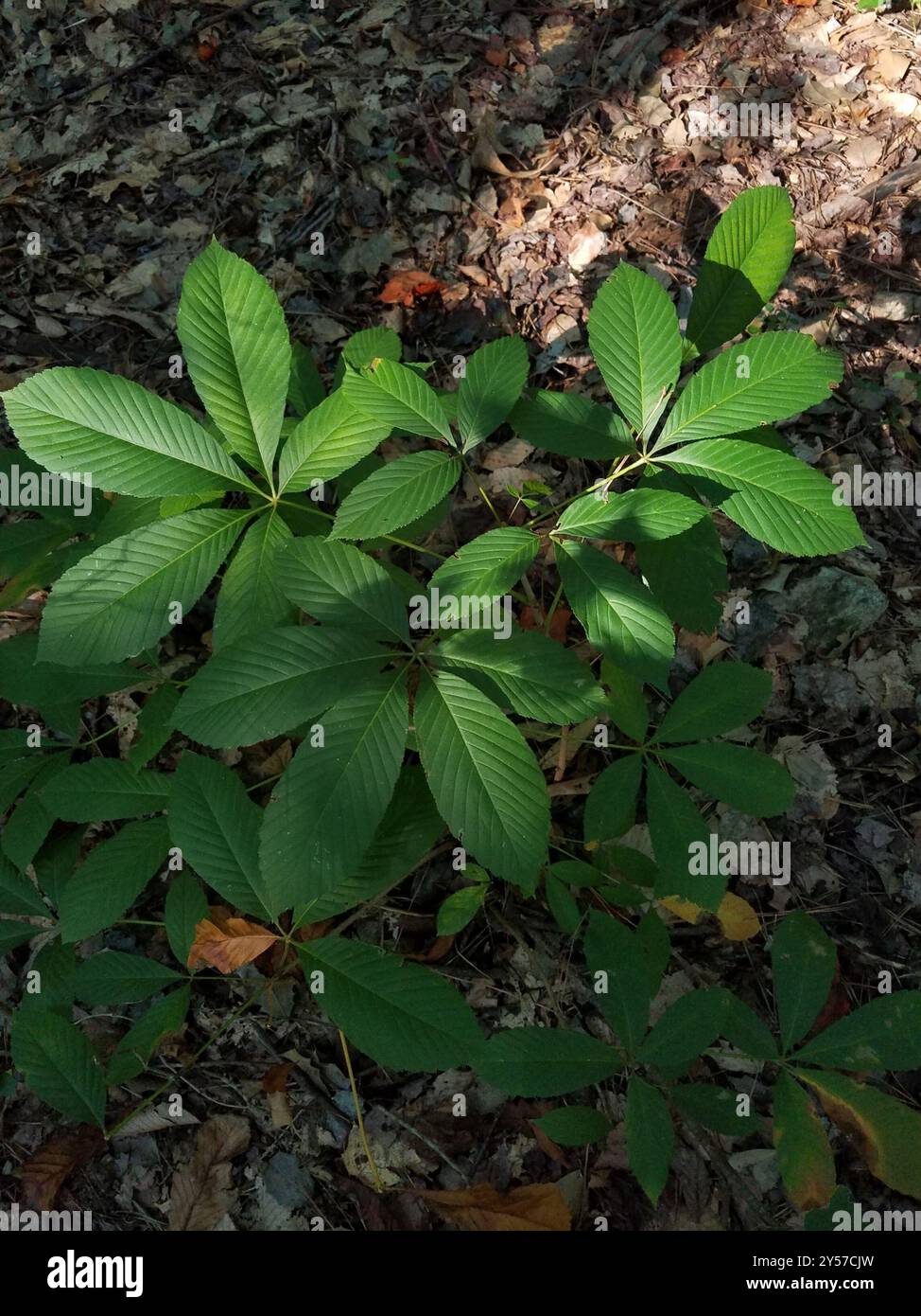 painted buckeye (Aesculus sylvatica) Plantae Stock Photo - Alamy