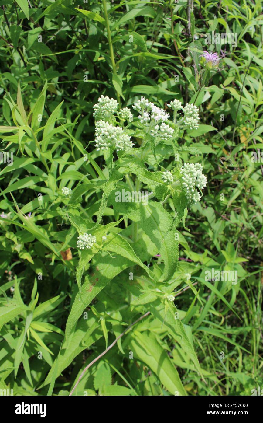 common boneset (Eupatorium perfoliatum) Plantae Stock Photo - Alamy