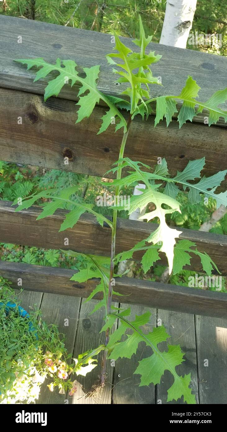 tall blue lettuce (Lactuca biennis) Plantae Stock Photo - Alamy