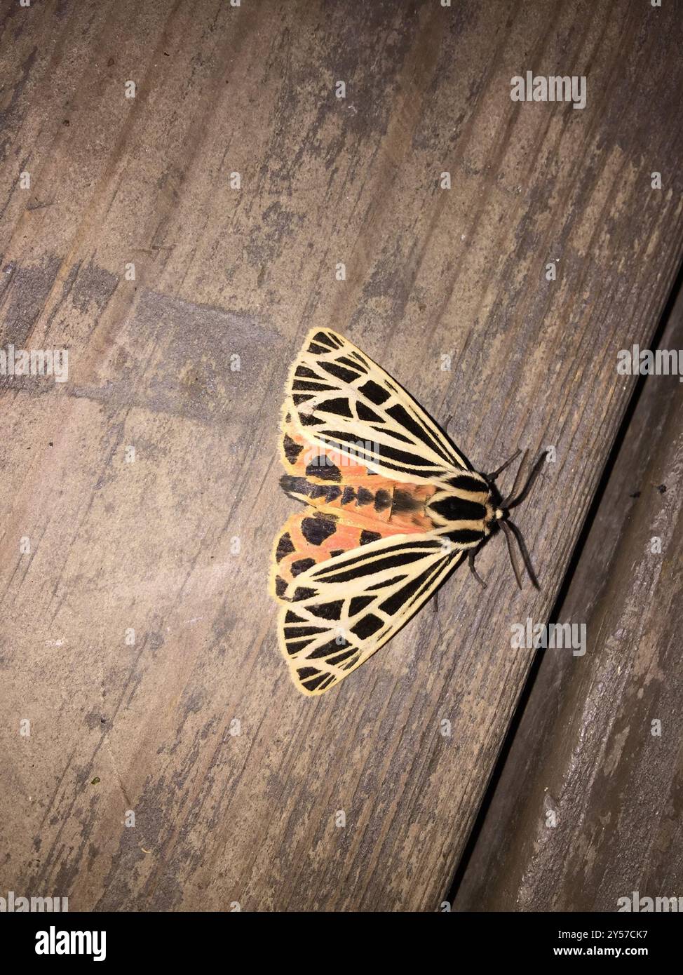 Virgin Tiger Moth (Apantesis virgo) Insecta Stock Photo - Alamy