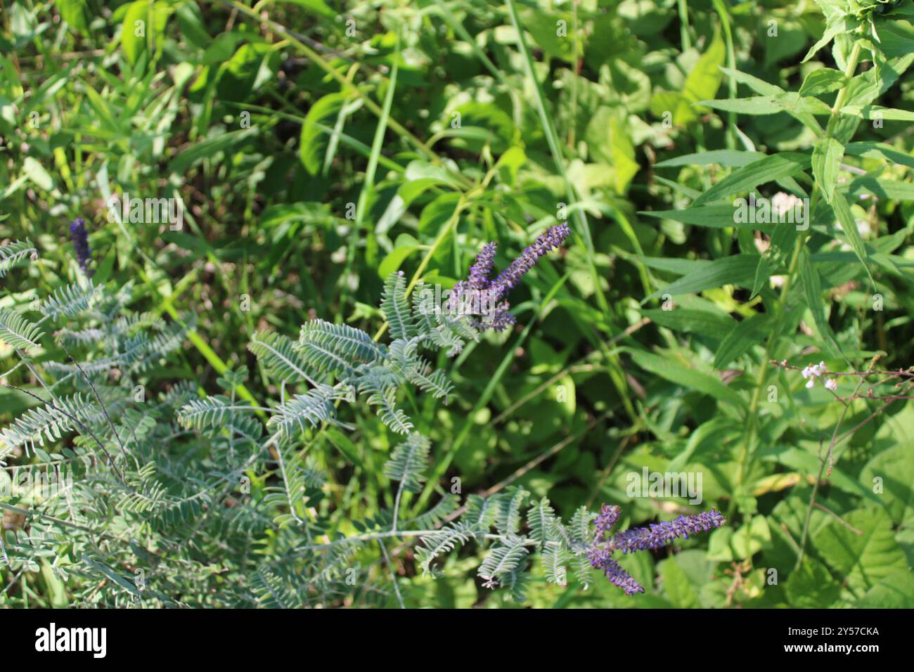 leadplant (Amorpha canescens) Plantae Stock Photo - Alamy