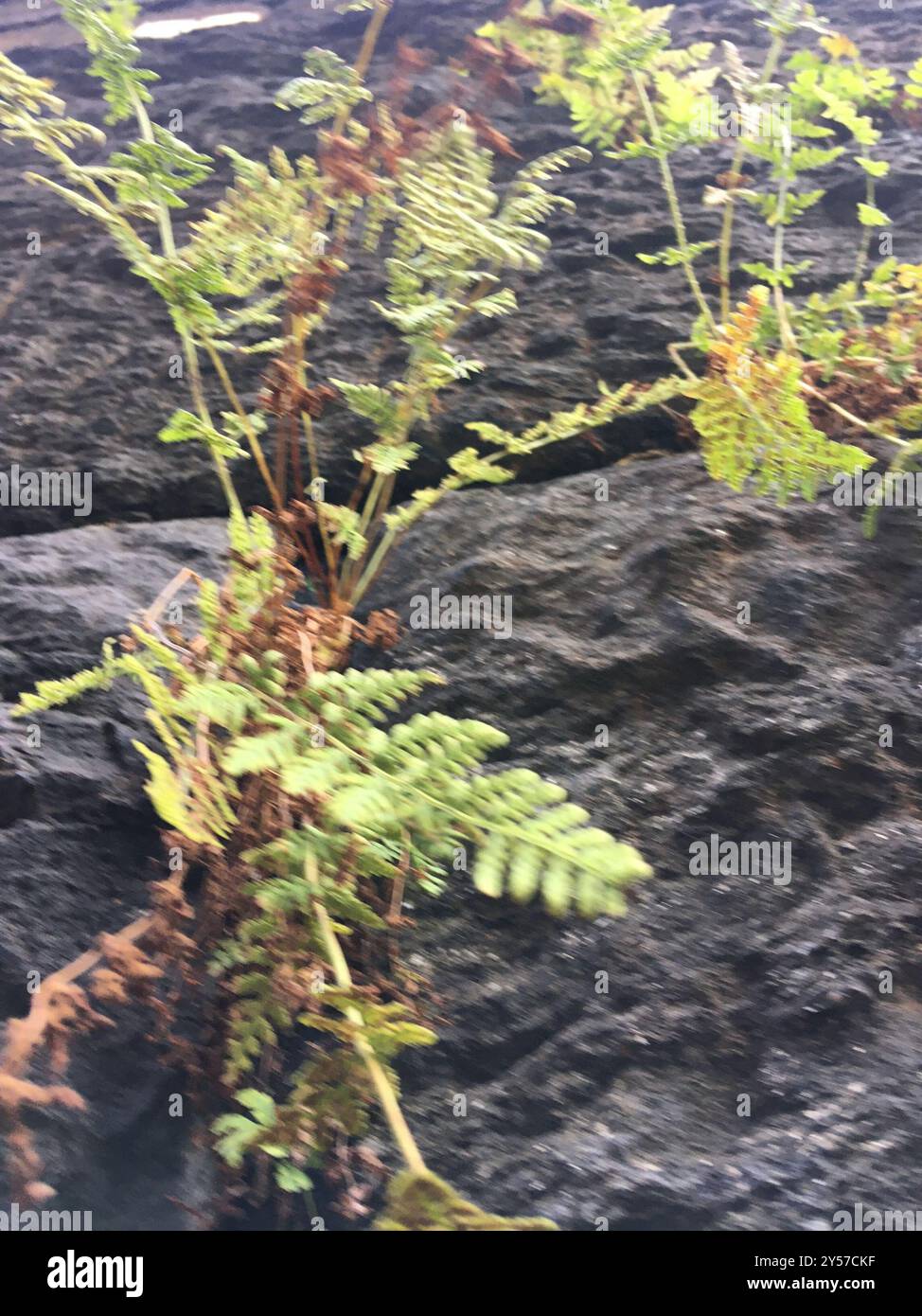 ferns (Polypodiopsida) Plantae Stock Photo - Alamy