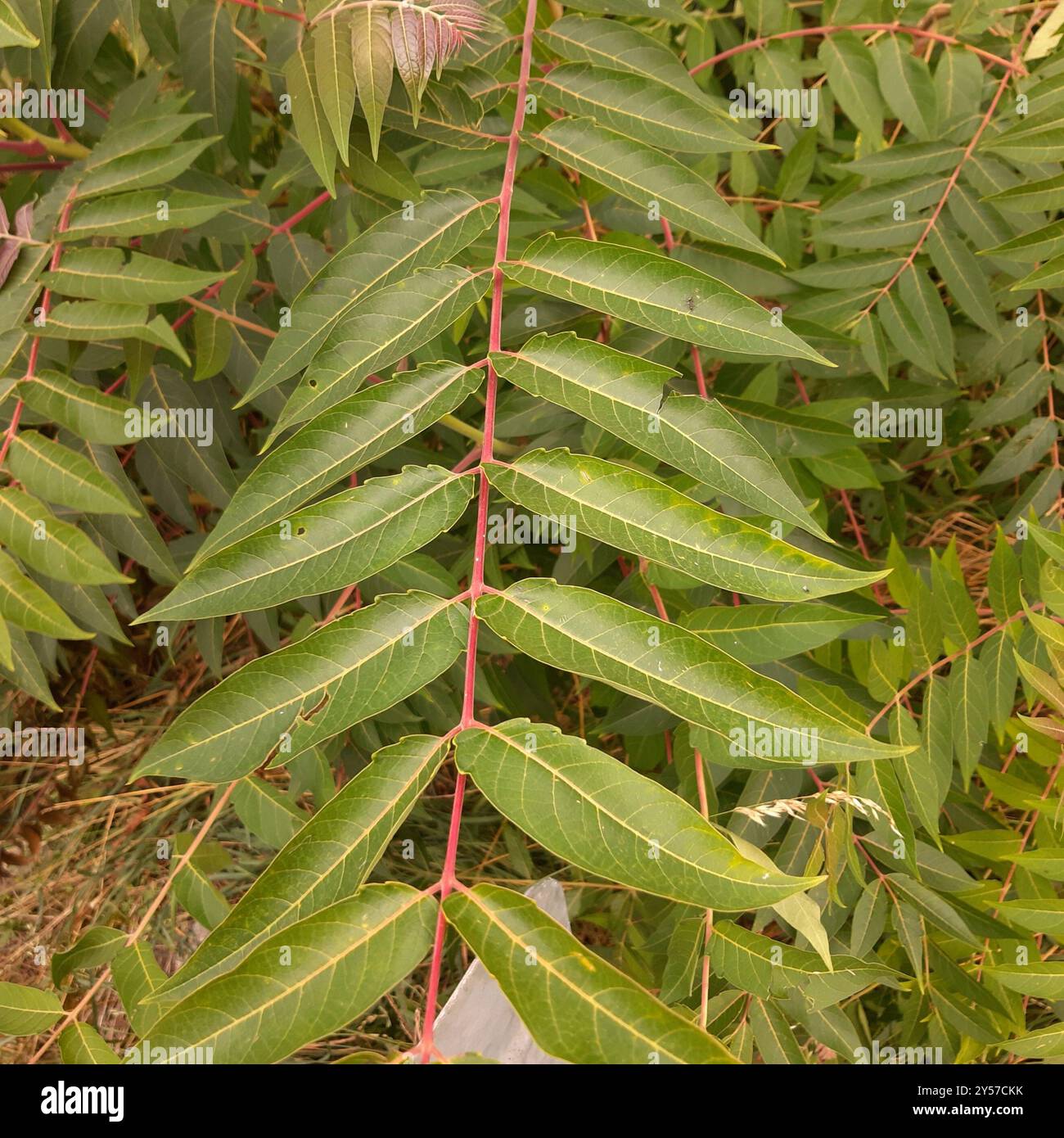 tree-of-heaven (Ailanthus altissima) Plantae Stock Photo - Alamy