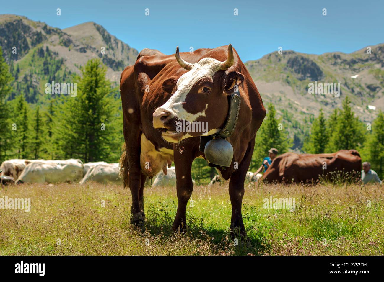 Italian milk cows hi-res stock photography and images - Alamy