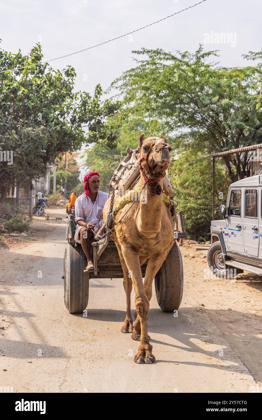 Camel pulling cart hi-res stock photography and images - Alamy