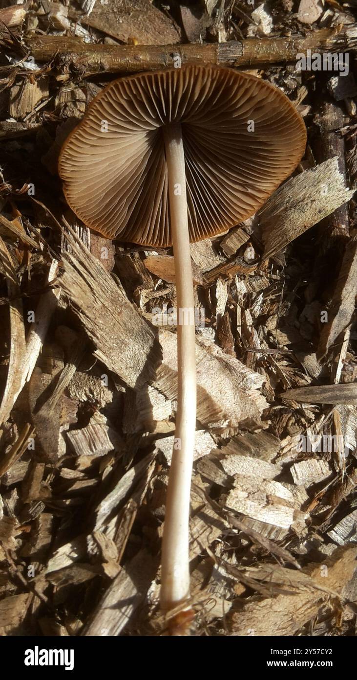 conical brittlestem (Parasola conopilea) Fungi Stock Photo - Alamy