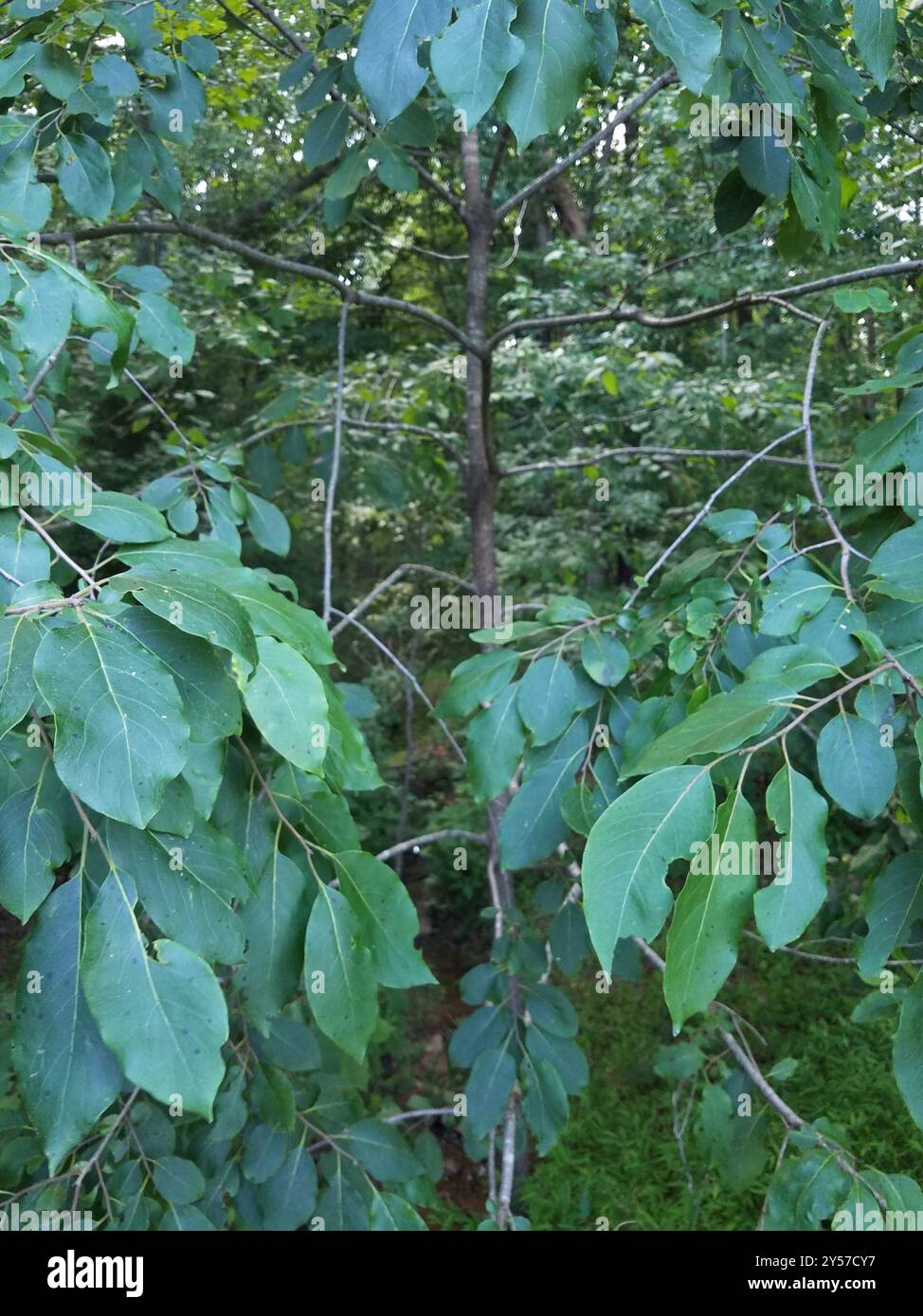 American persimmon (Diospyros virginiana) Plantae Stock Photo - Alamy