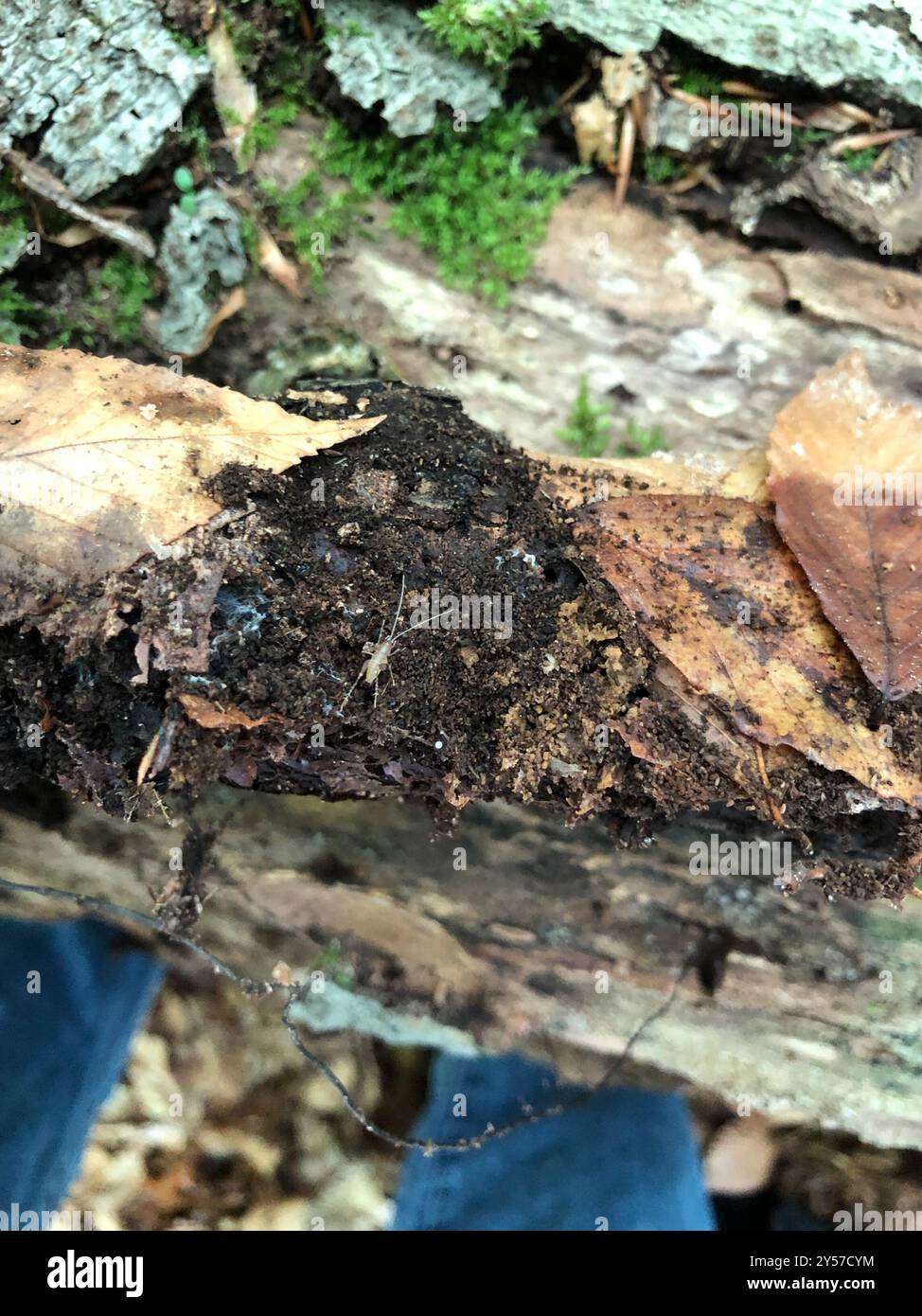 Camel Crickets, Cave Crickets, and Cave Wēta (Rhaphidophoridae) Insecta ...