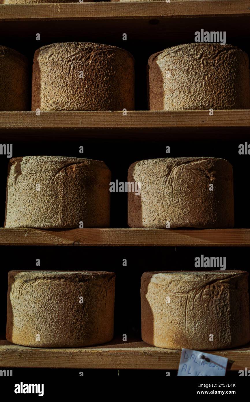 Castelmagno, the King of cheeses, quietly aging in it's cellars Stock ...