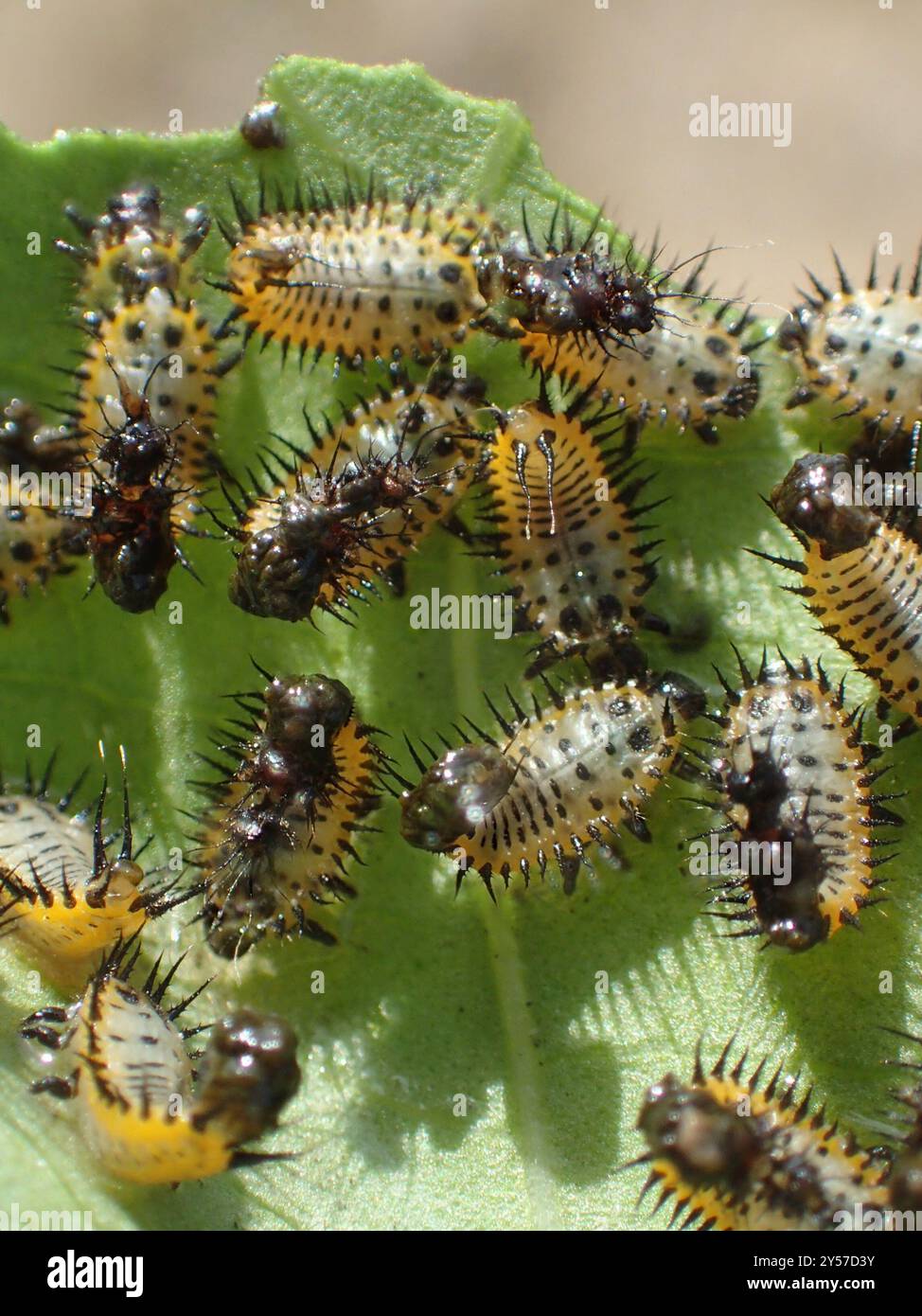 Asian Spotted Tortoise Beetle (Aspidimorpha miliaris) Insecta Stock ...