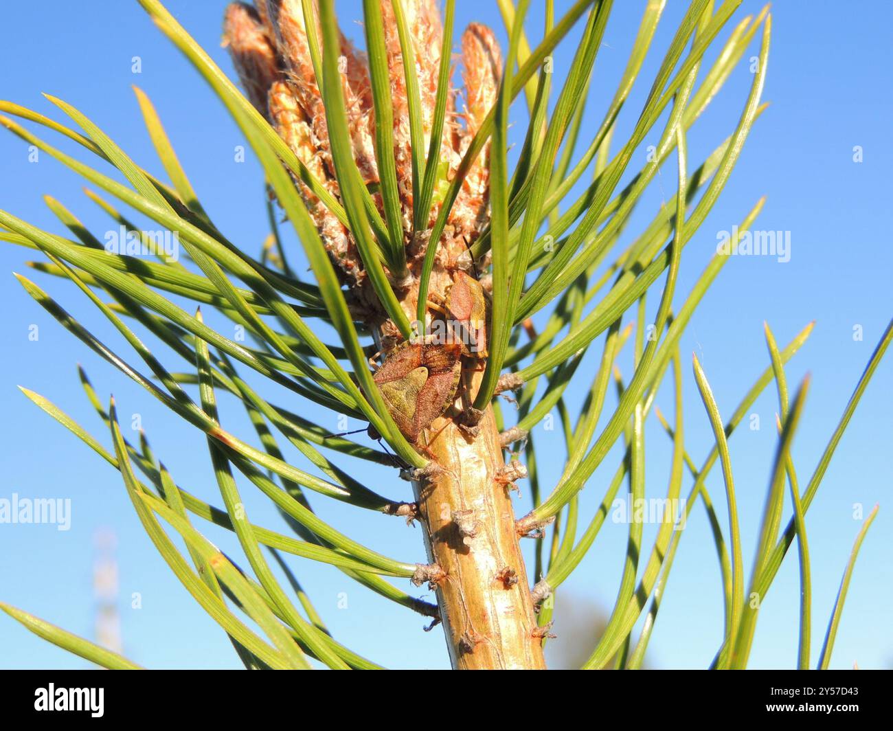 Black-shouldered Shieldbug (Carpocoris purpureipennis) Insecta Stock ...