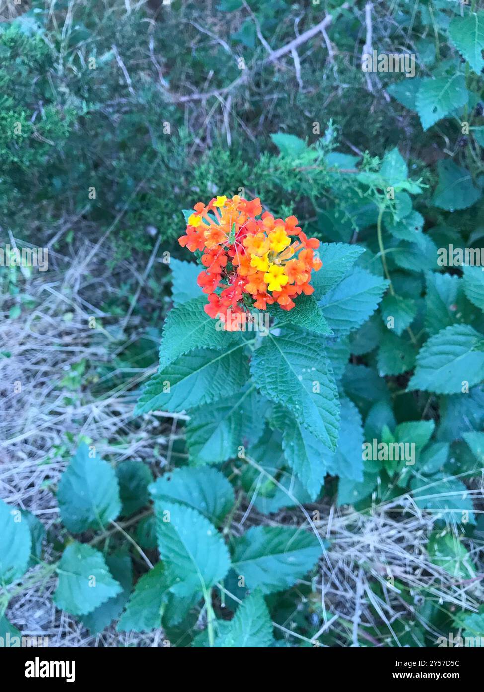 Texas lantana (Lantana urticoides) Plantae Stock Photo - Alamy