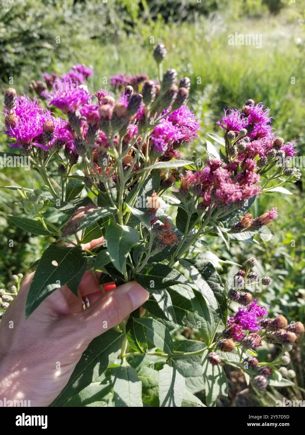 Western Ironweed (Vernonia baldwinii) Plantae Stock Photo - Alamy