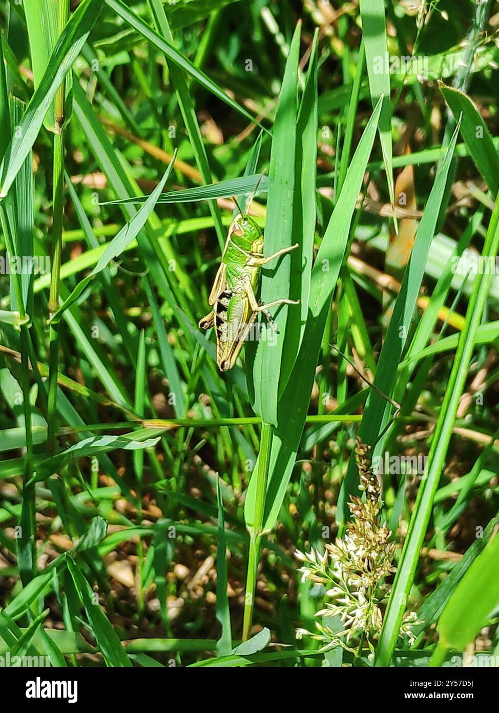 Meadow Grasshopper (Pseudochorthippus parallelus) Insecta Stock Photo ...