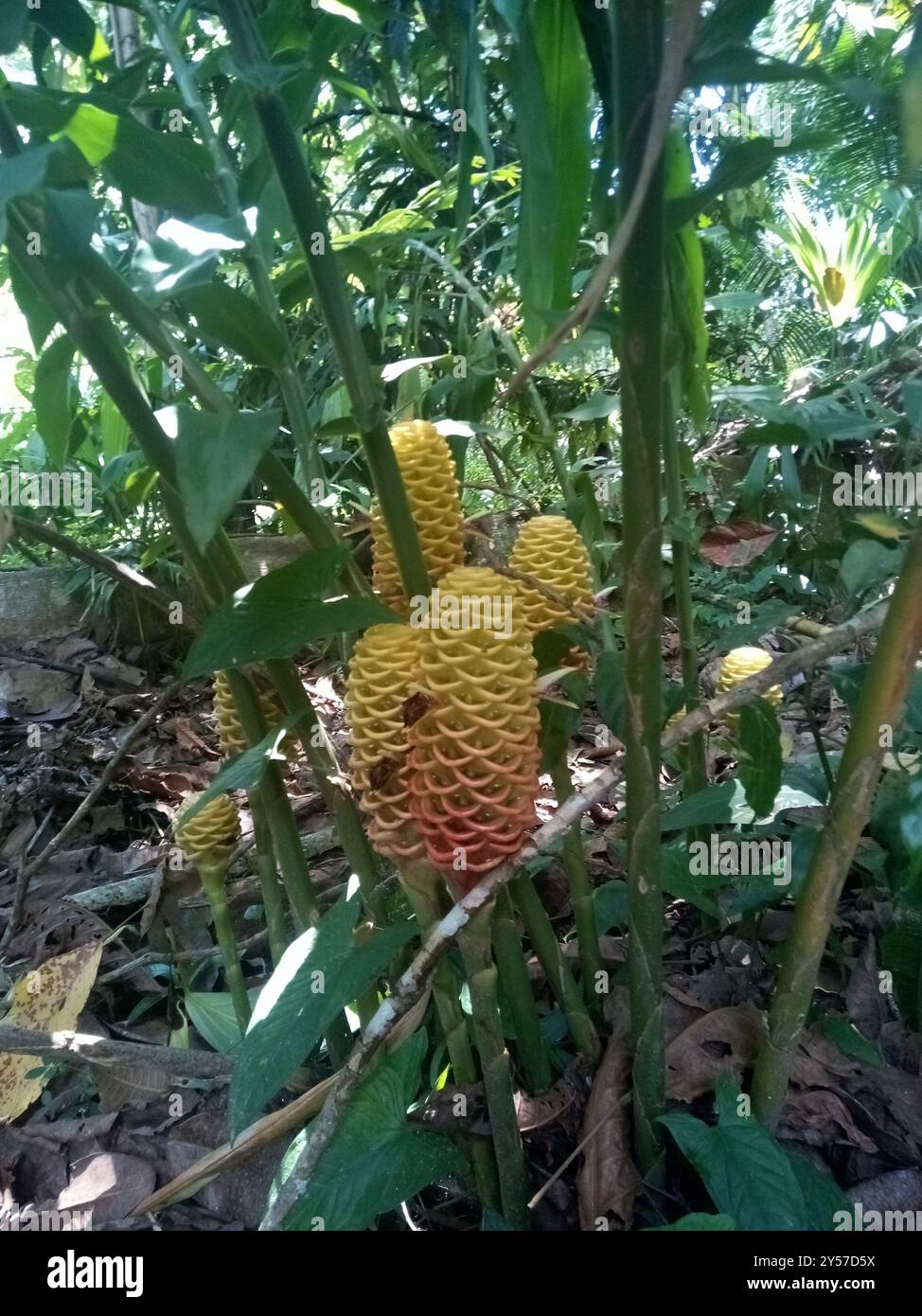 beehive ginger (Zingiber spectabile) Plantae Stock Photo - Alamy