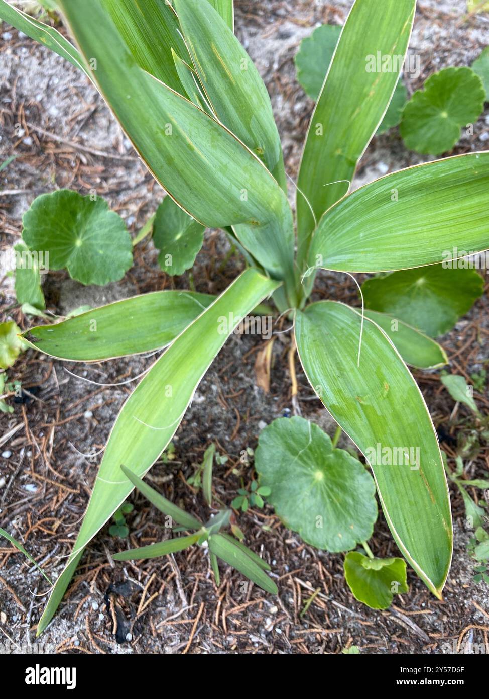 common yucca (Yucca filamentosa) Plantae Stock Photo - Alamy