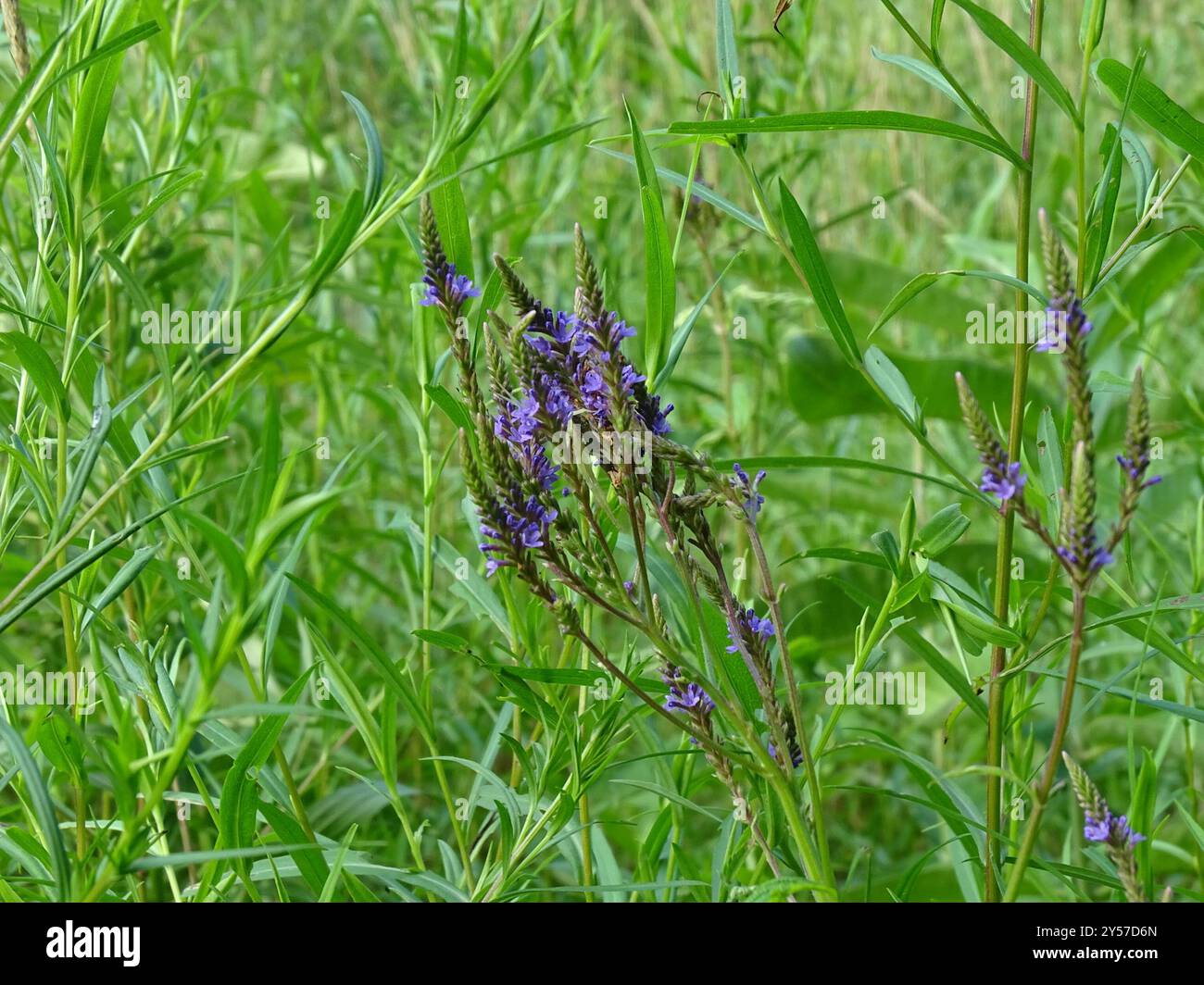 blue vervain (Verbena hastata) Plantae Stock Photo - Alamy