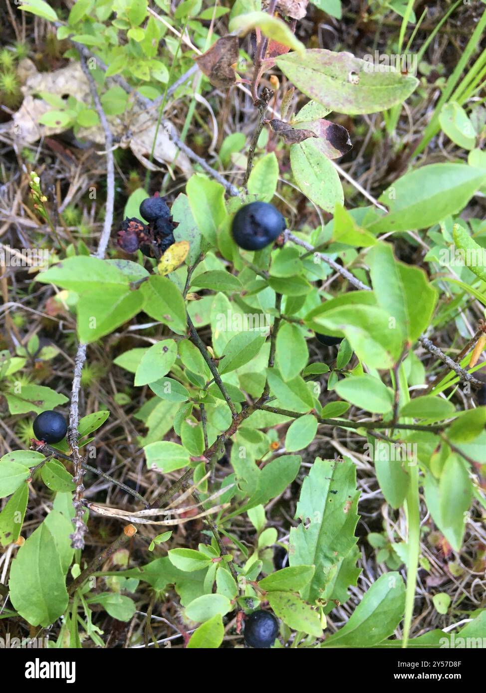 lowbush blueberry (Vaccinium angustifolium) Plantae Stock Photo - Alamy