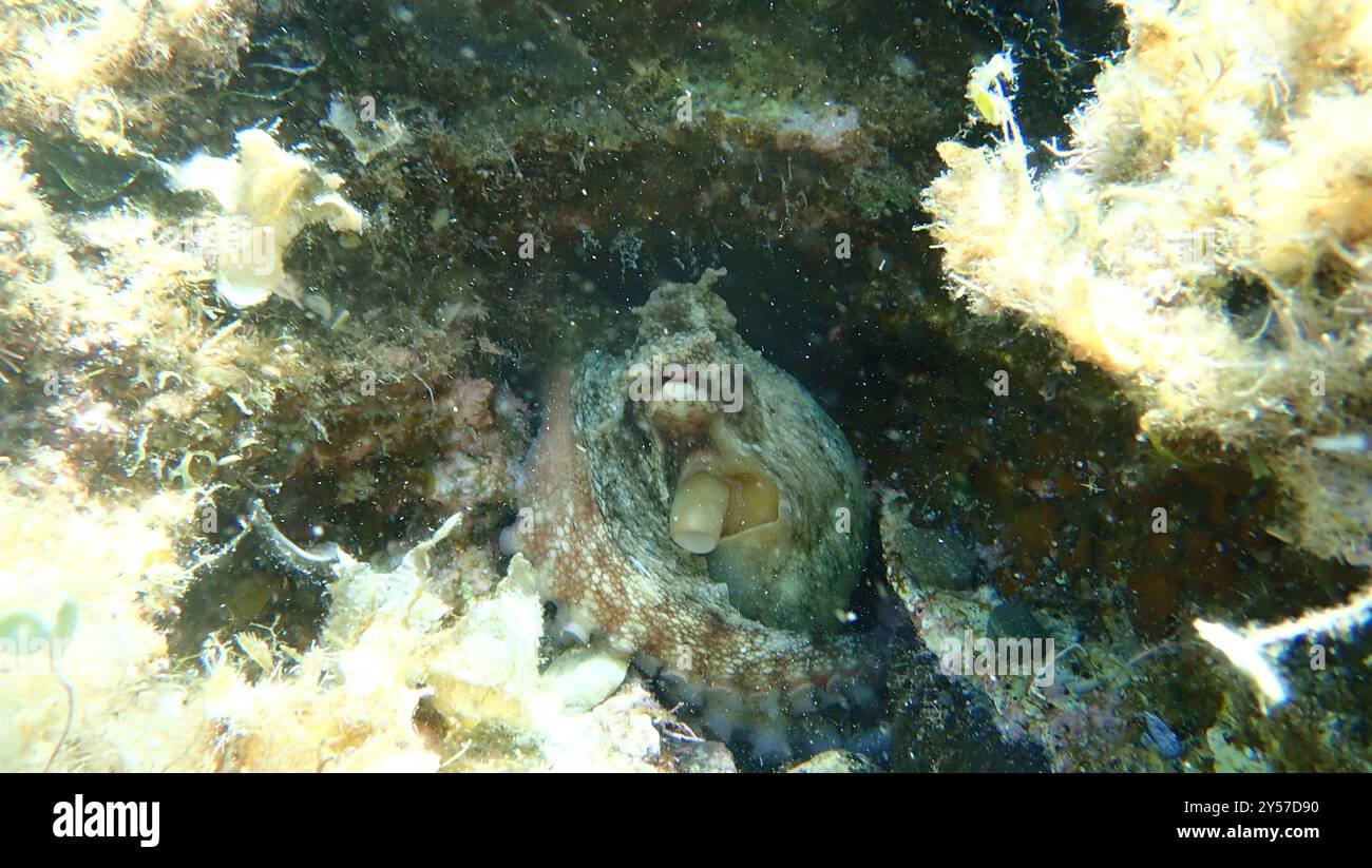 Common Octopus (Octopus vulgaris) Mollusca Stock Photo - Alamy