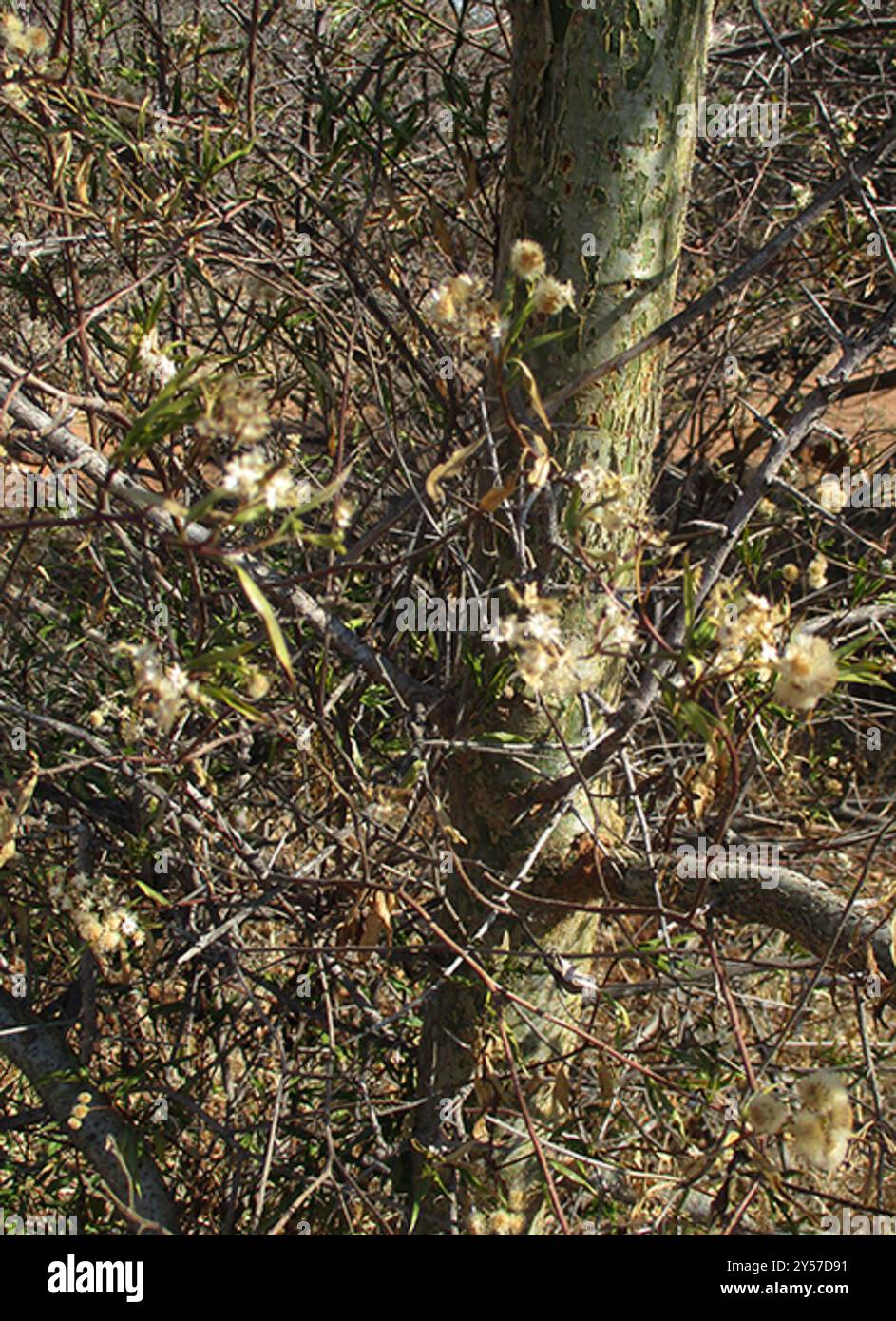 Sticky Psiadia (Psiadia punctulata) Plantae Stock Photo - Alamy