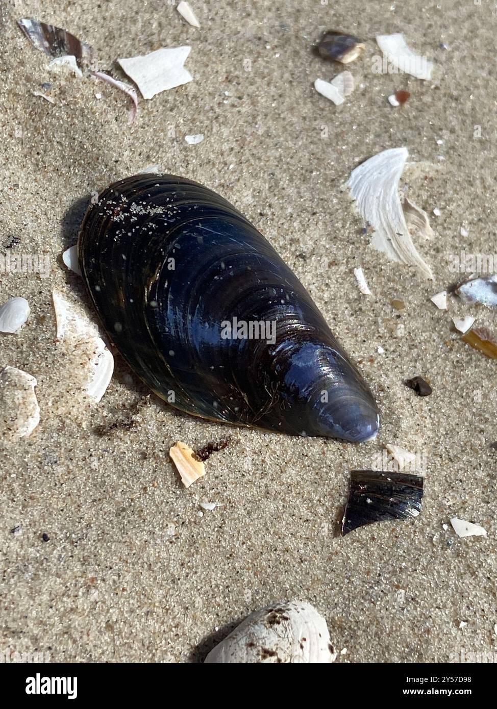 Blue Mussel (Mytilus edulis) Mollusca Stock Photo - Alamy